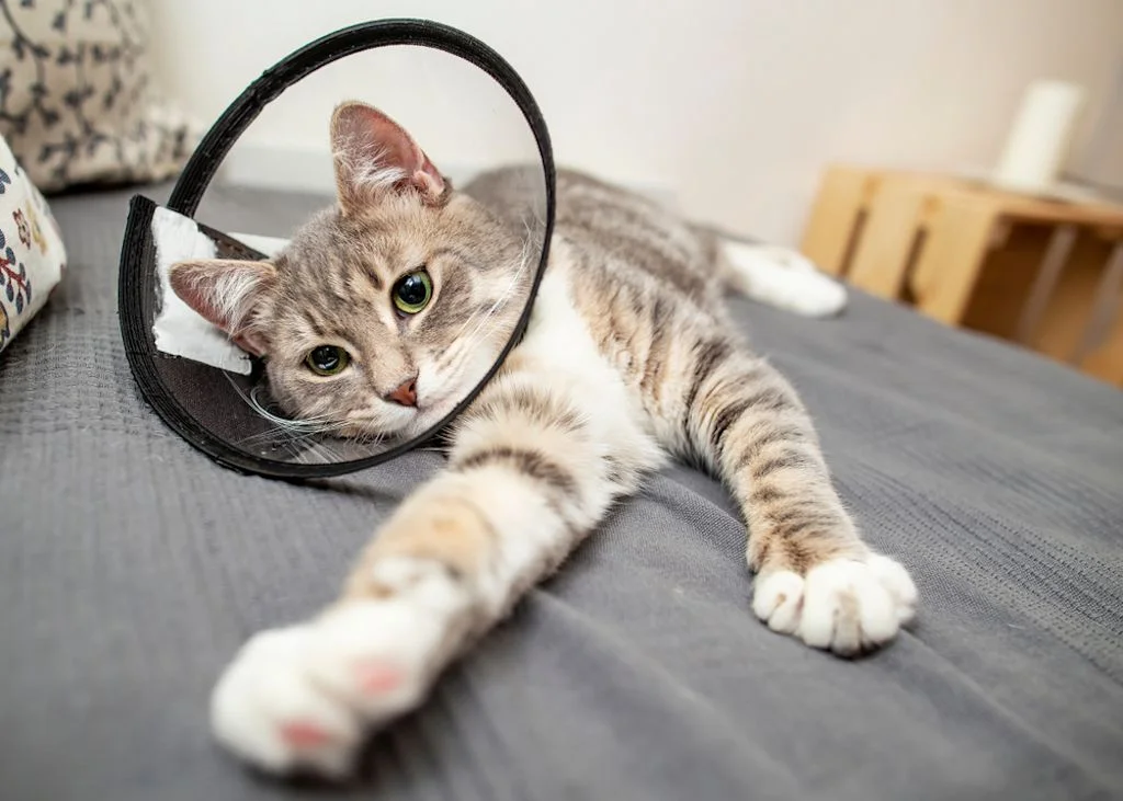 Abszess bei Katzen – Entstehung, Therapie und Heilung - Santévet