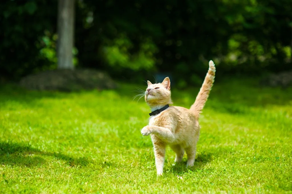 Abszess bei Katzen – Entstehung, Therapie und Heilung - Santévet